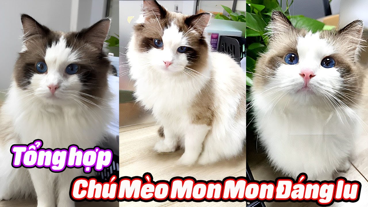 Tổng Hợp Chú Mèo Mon Mon Đáng Iu P5 #thúcưng #vậtnuôi #chómèohàihước # ...
