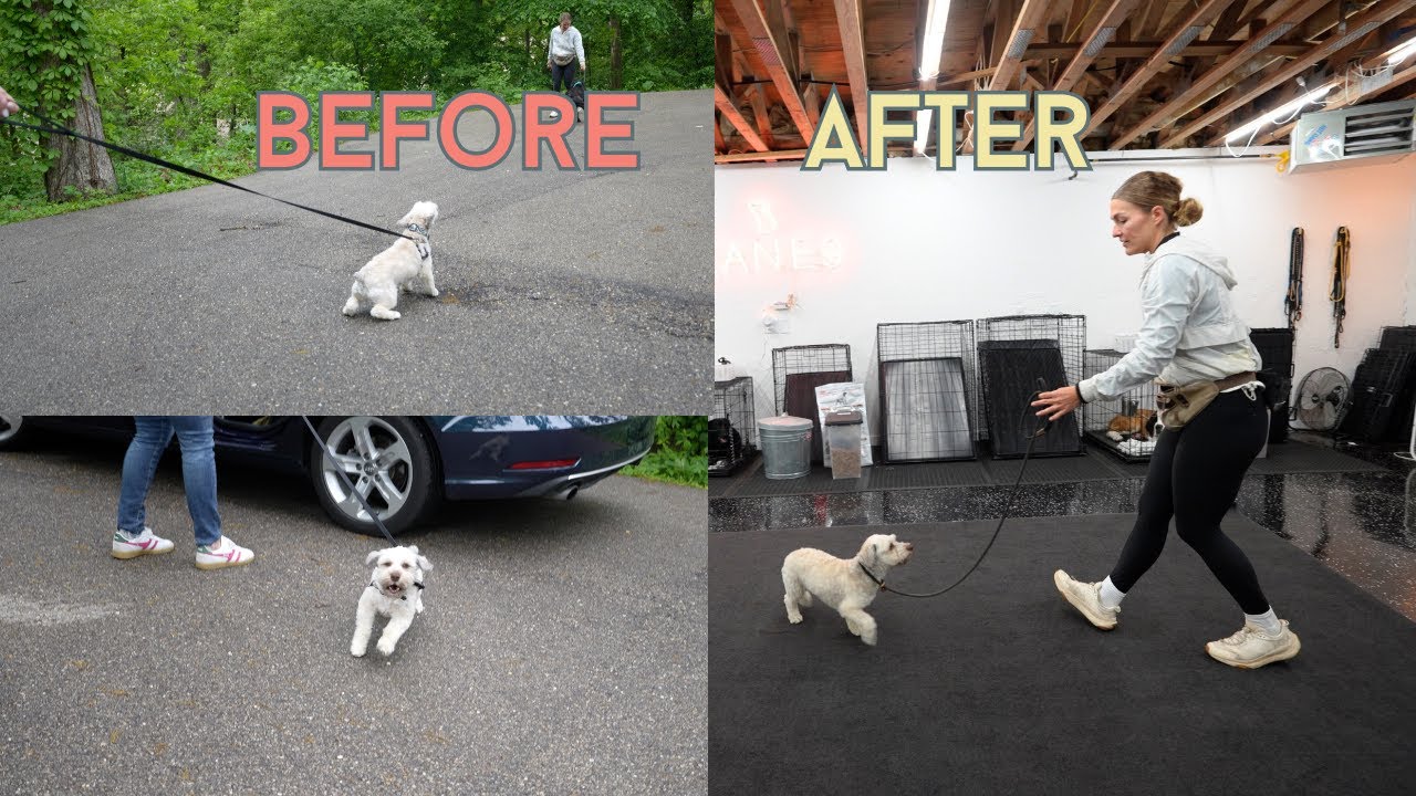 First Steps with a Reactive/Anxious Dog | Getting Acquainted & Creating ...