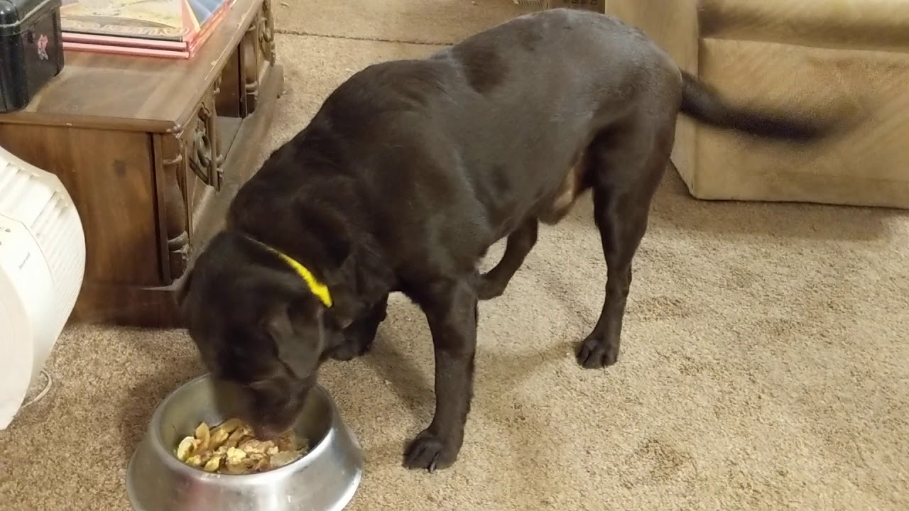 Isaac Loves BOGO Red Robin - YouTube