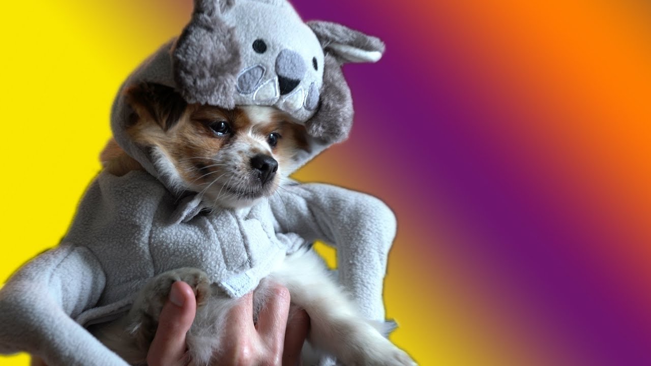 How To Train Your Dog: Lindy Bird Style (Part 1) - YouTube