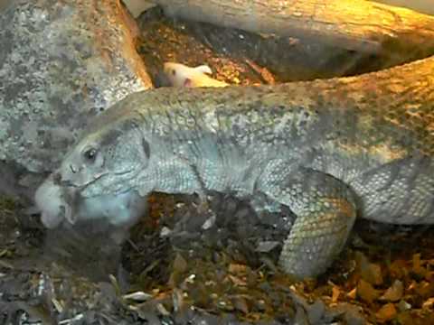 My Savannah Monitor Eating a Mice - YouTube