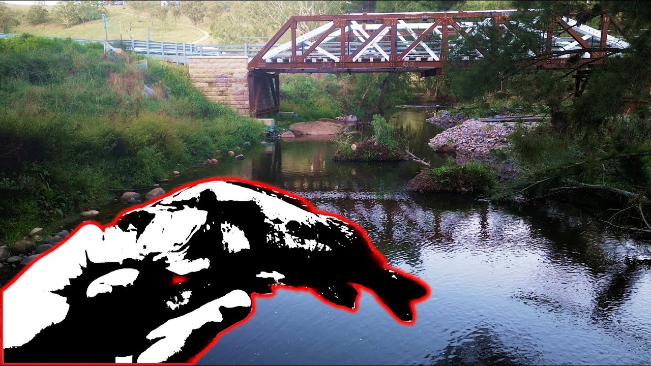 You DO NOT want to catch this fish in a trout stream! Cox's River NSW ...