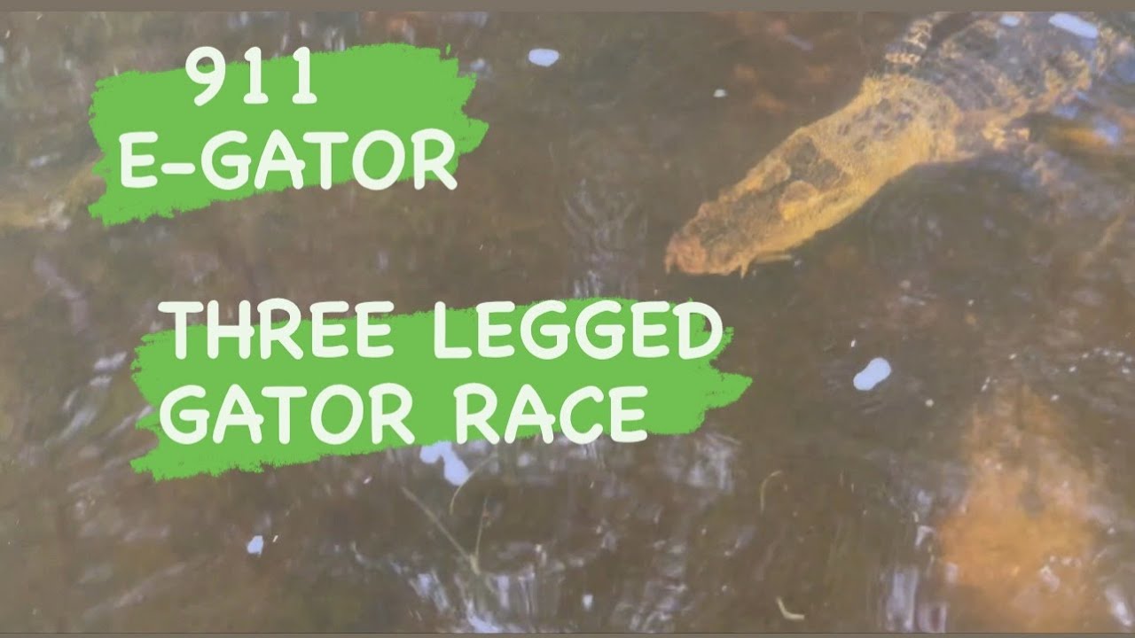 9 1 1 THREE LEGGED GATOR RACE - YouTube