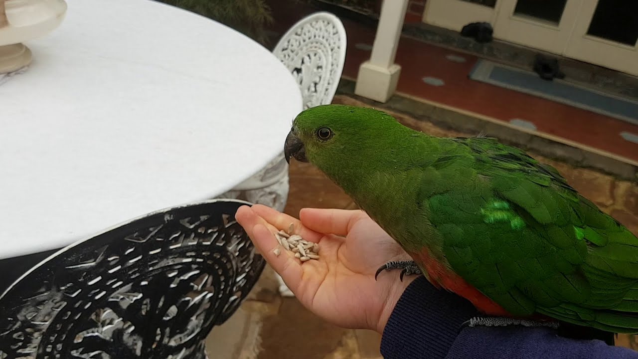 How to train an Australian King Parrot to fly onto your hand (easy ...