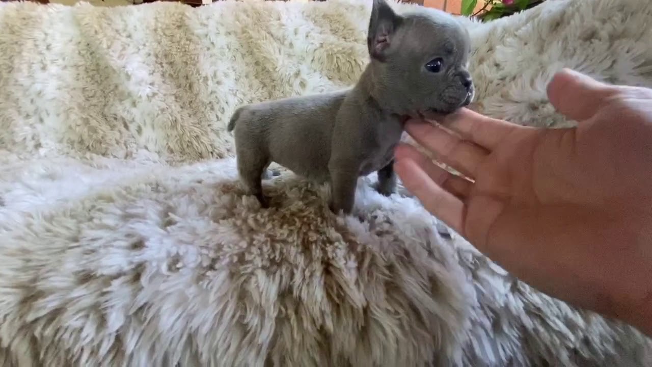 Micro Winnie the Frenchie Female Puppy! - YouTube