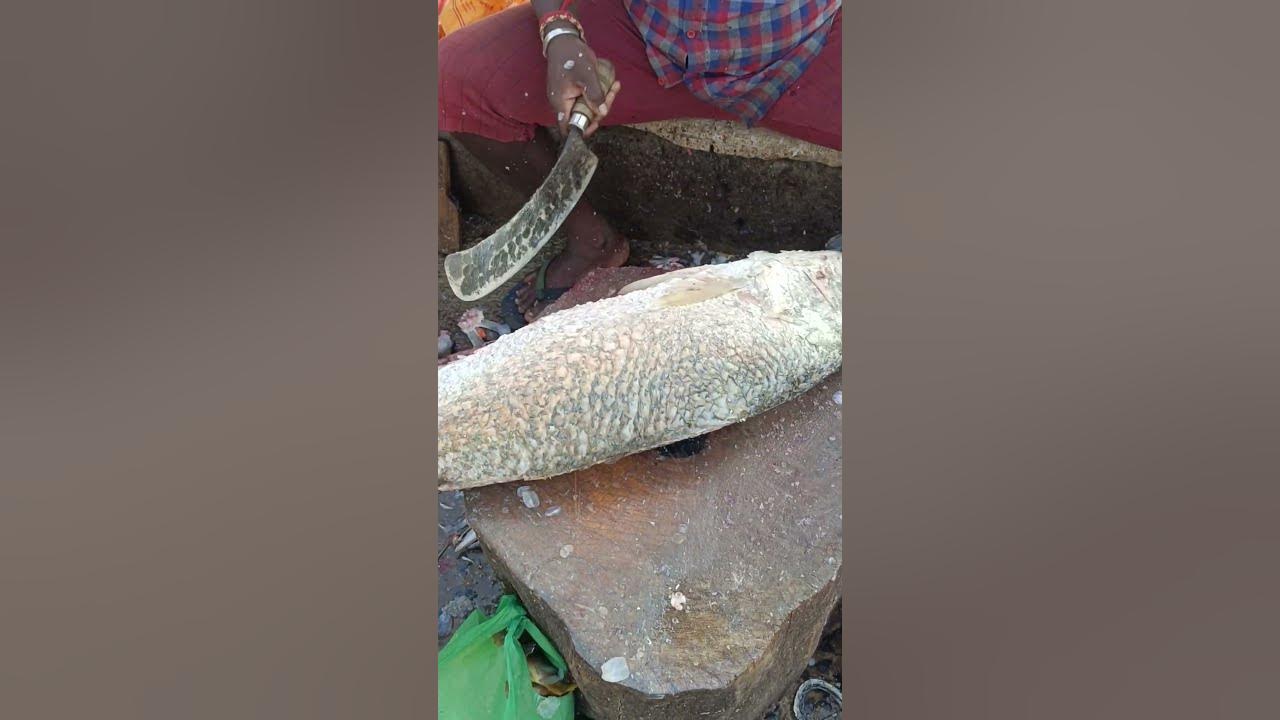 கொடுவா மீன் 9kg - YouTube
