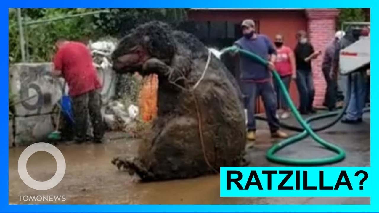 RATZILLA ditemukan di selokan kota Meksiko! - TomoNews - YouTube
