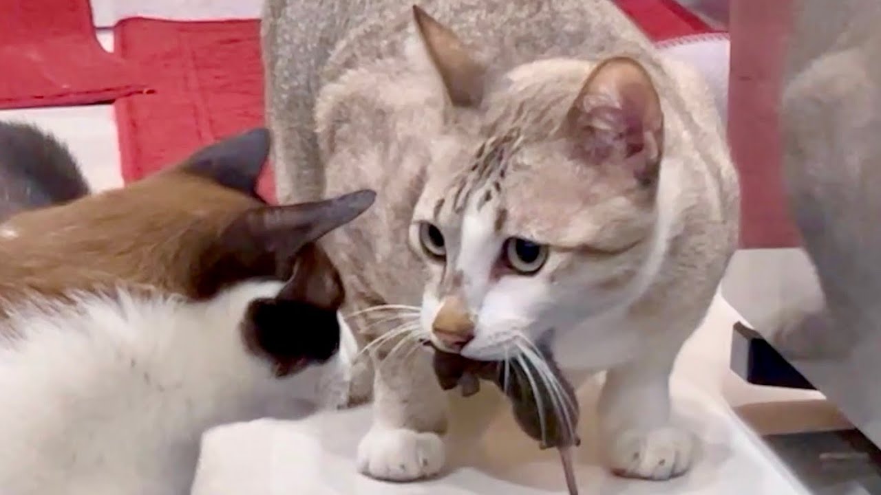 Cats Play with Mouse - YouTube