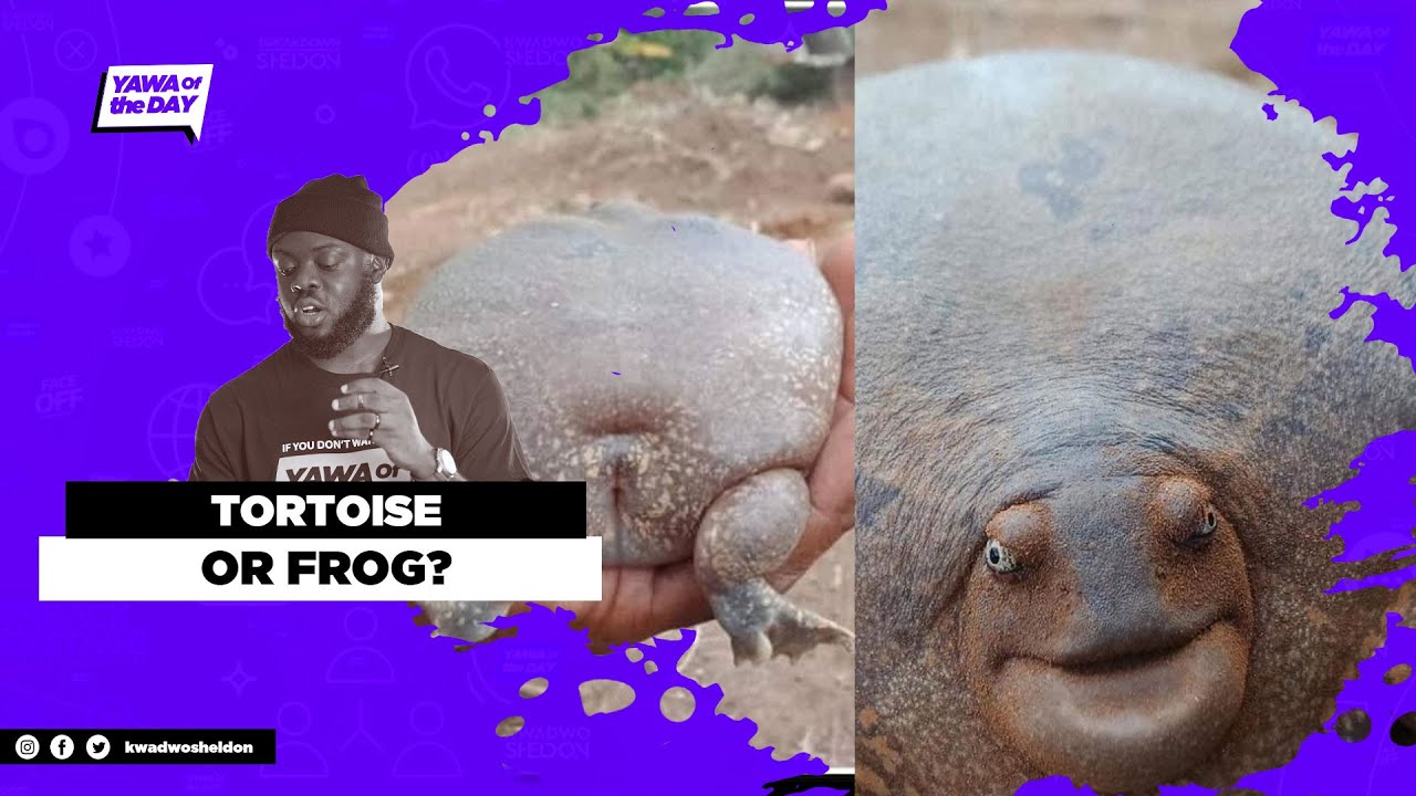 what Is Wron.g With This Guy? Tortoise Or Frog? - YouTube