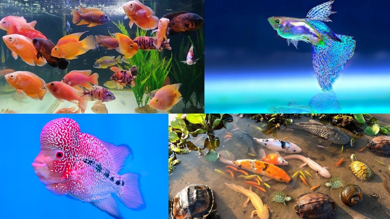 Fish world|Variety Of Fishes|Unseen Fishes.. #fish@animalworld3003 ...