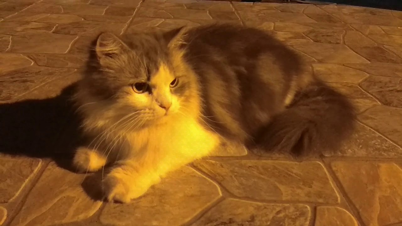 Naksir Kucing Angora Lucu di Perumahan Elveka - YouTube