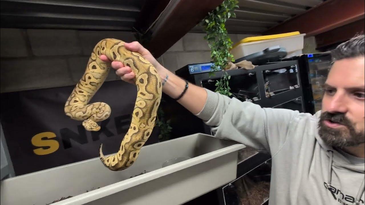 My Store Is Still FULL Of Amazing Ball Pythons! TSRR 168 - YouTube