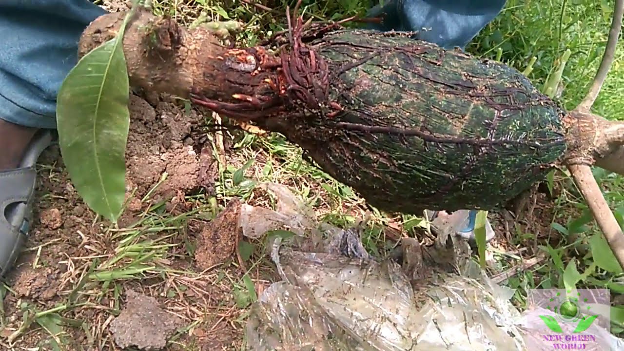 Mango Tree || Air Layering Mango Tree 100% success || New Green World ...