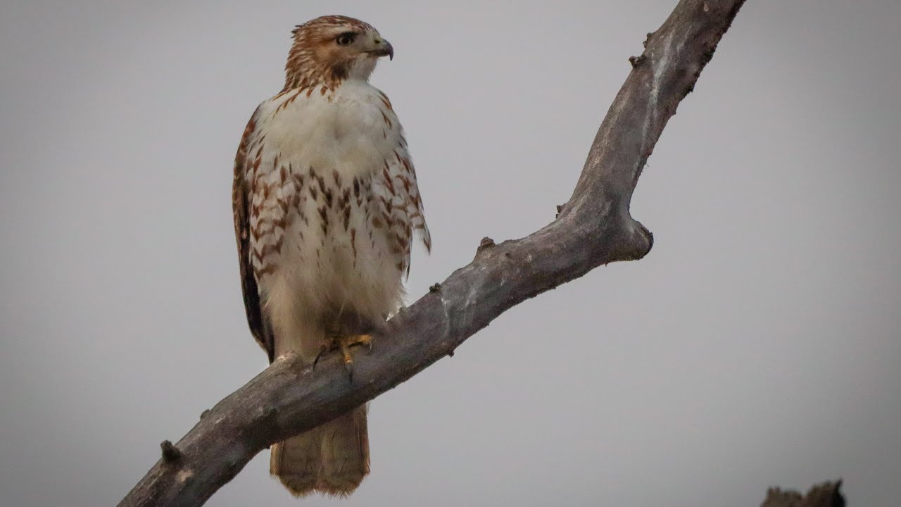 Cute Red-Tailed Hawk - YouTube