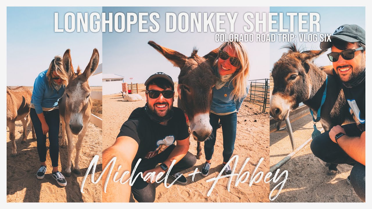 We Spent the Day with Donkeys at LONGHOPES Donkey Shelter - Colorado ...