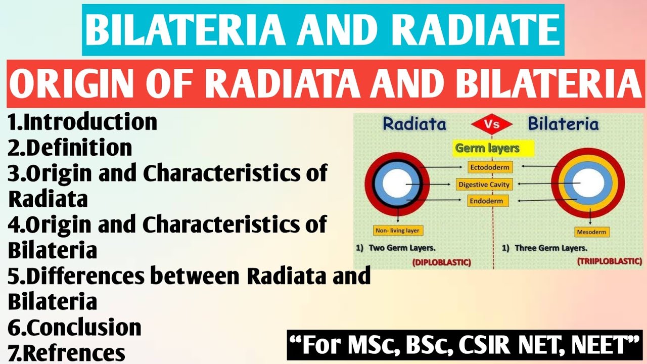 Bilateria and Radiate | Origin of radiata and bilateria | Origin of ...