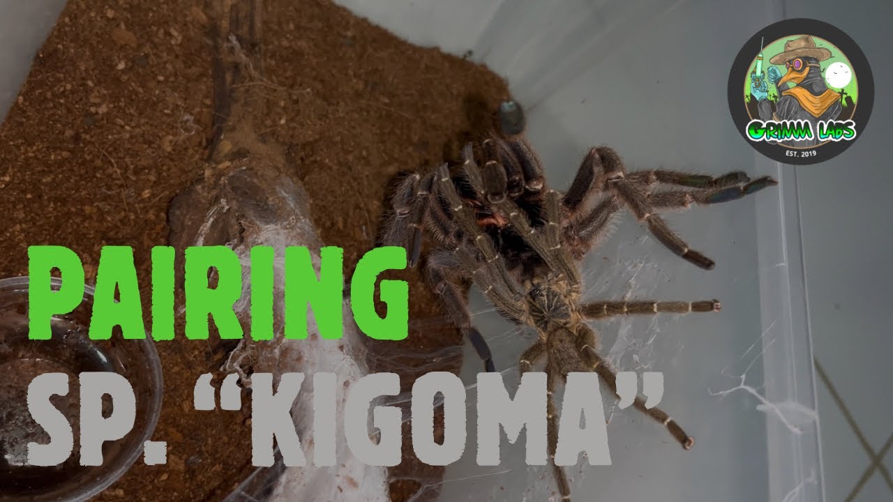 [PAIRING] Pterinochilus murinus DCF "Kigoma" - YouTube