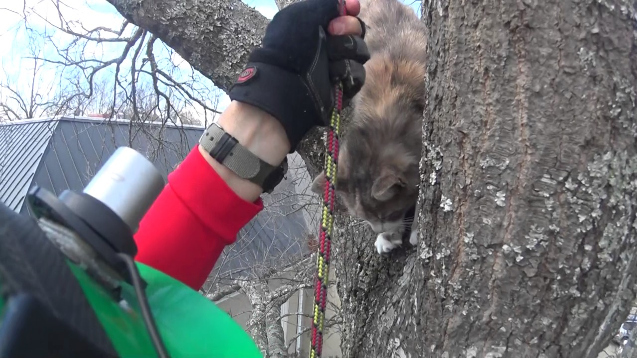 "Stray Kitty" - Cat Stuck Tree Rescue Mississippi, February 2017 - YouTube