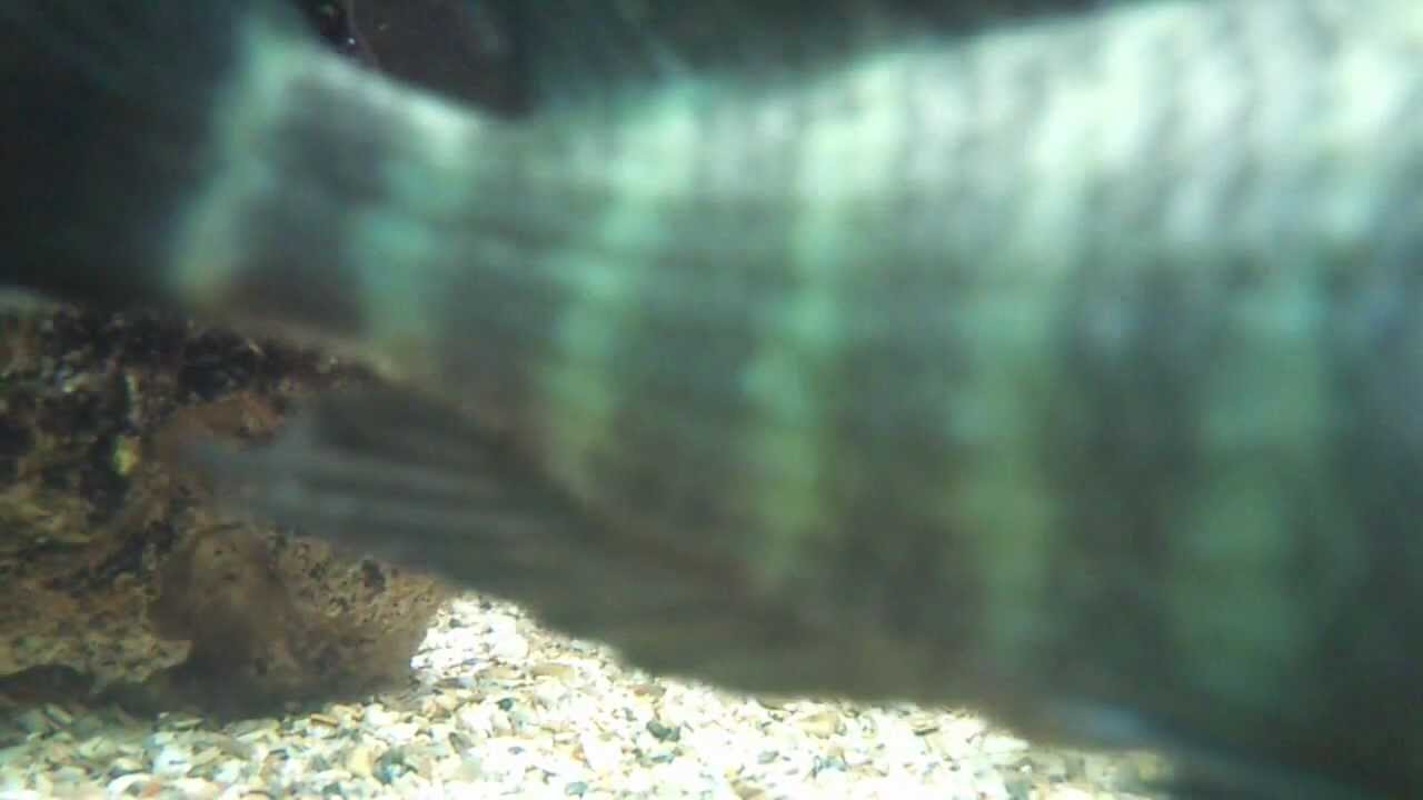 Tropheus Annectens & Kaiser - YouTube