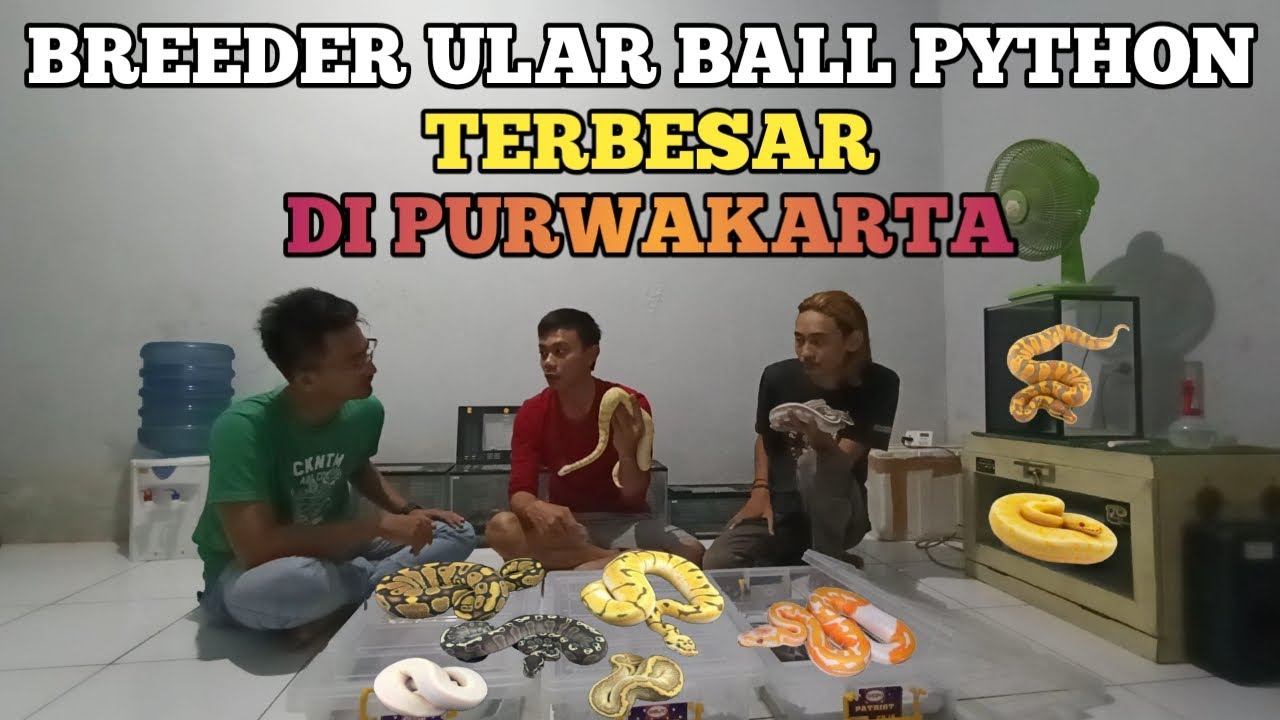 BREEDER ULAR BALL PYTHON TERBESAR DI PURWAKARTA - YouTube