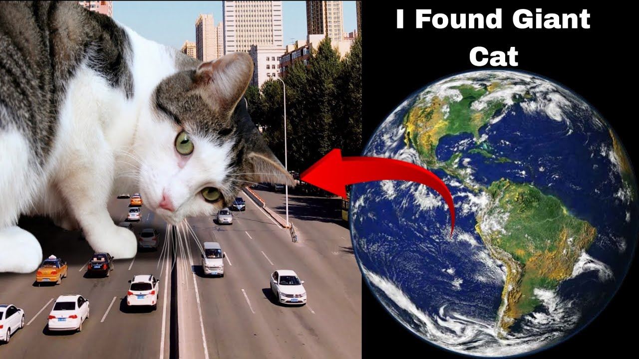 I Found Giant cat 😱🤯 on Google maps and Google#Earth#video🌎🔍 - YouTube