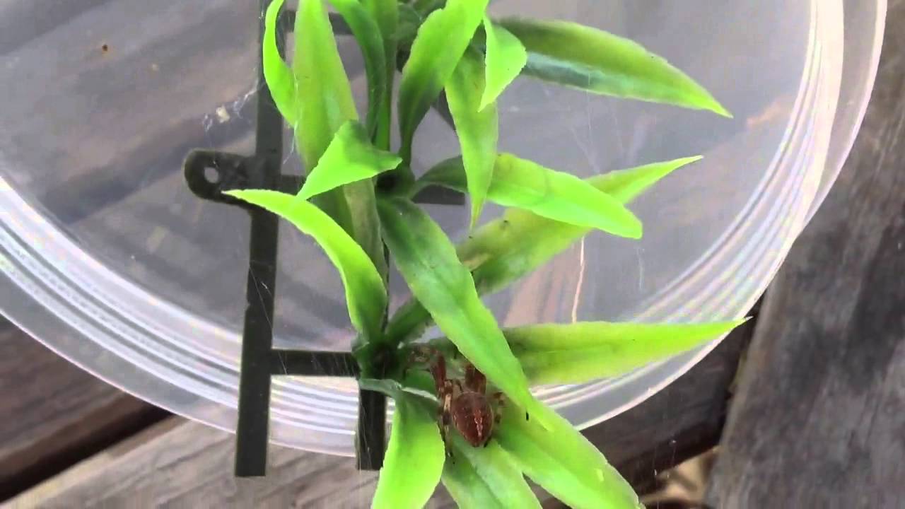 Spider Collection (GARDEN SPIDERS) - YouTube