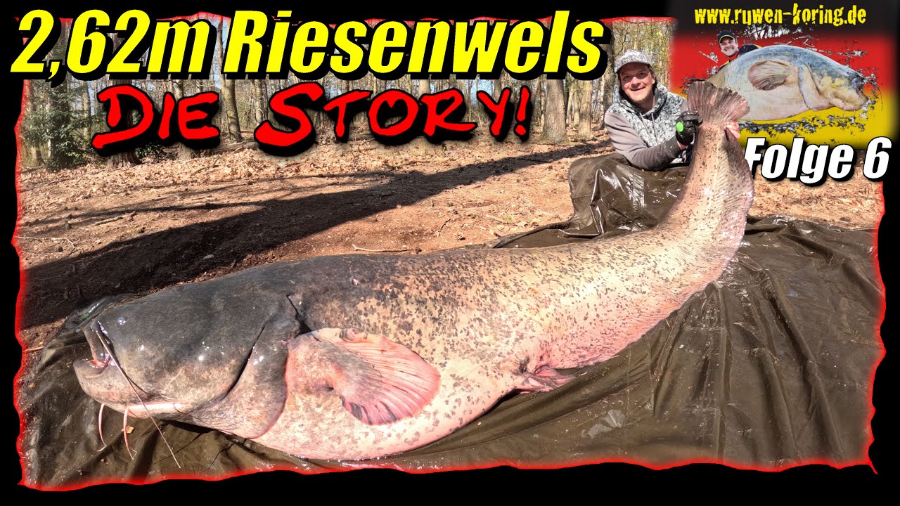 2,62m Riesenwels - Die Story! Wallerangeln in Deutschland #6 - YouTube