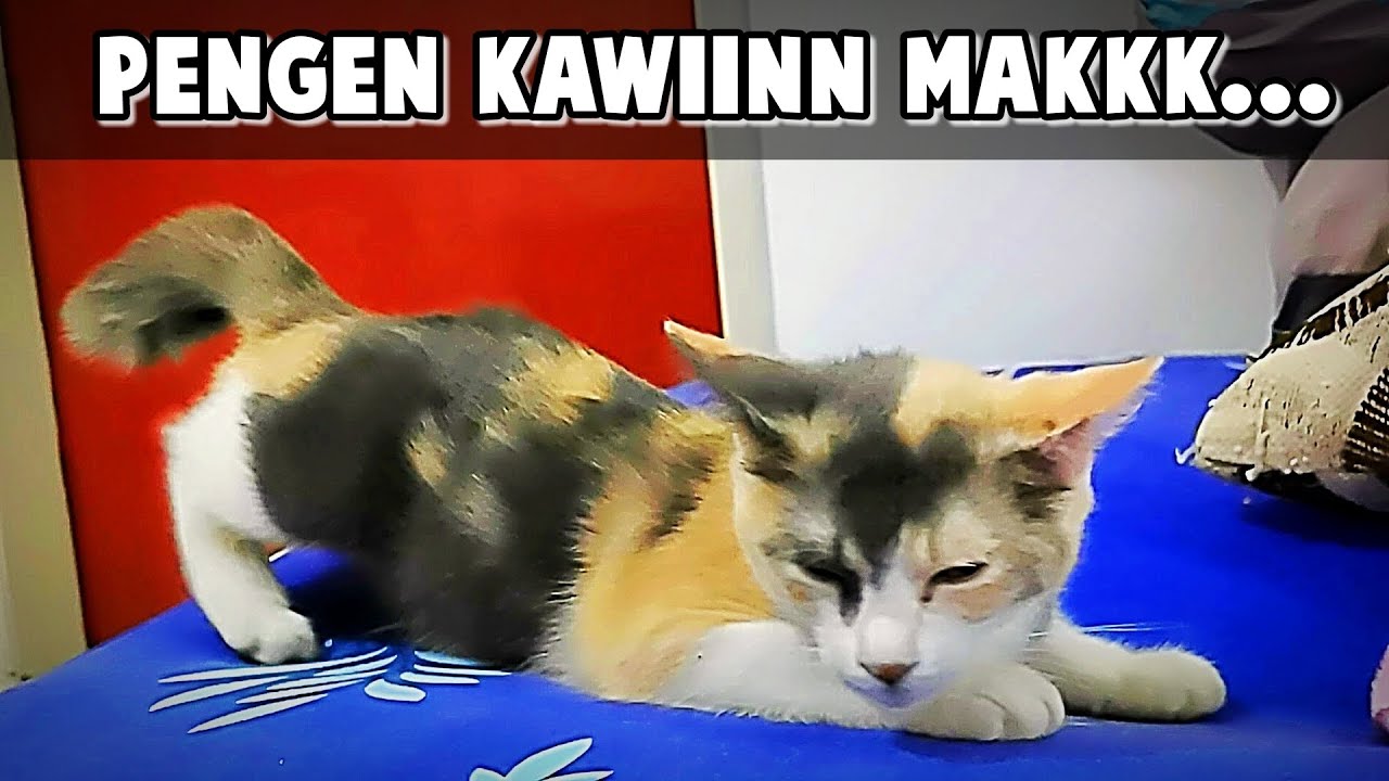 Anak Kucing 4 Bulan Sudah Birahi - YouTube
