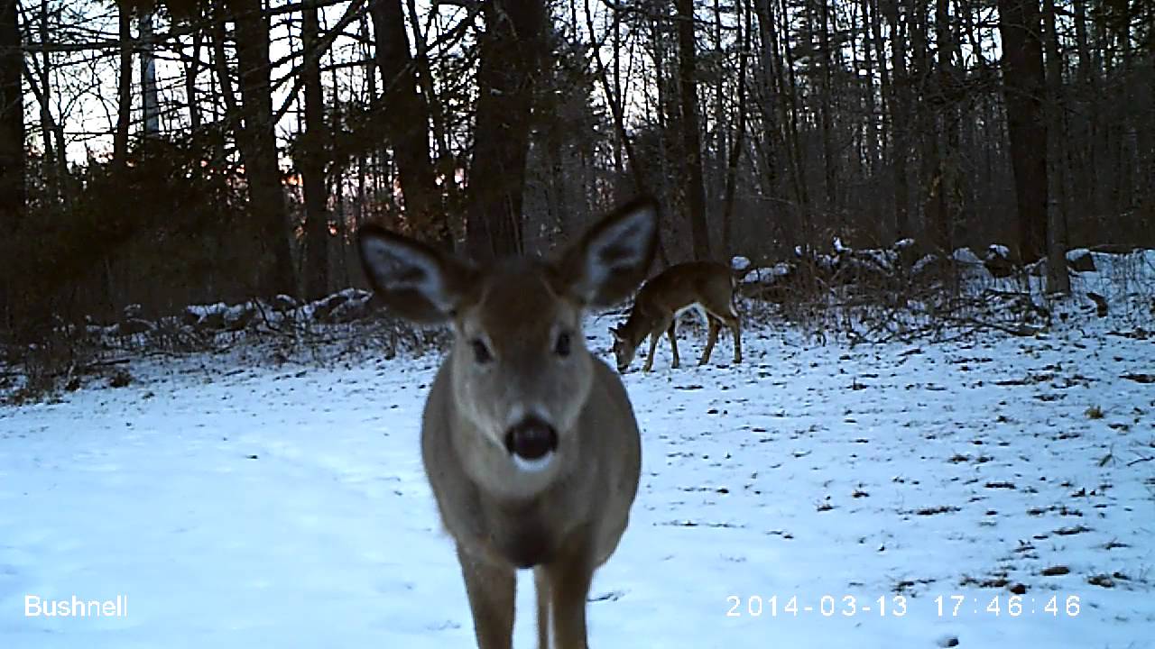 Fawn Surprised By Camera - YouTube