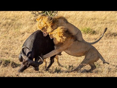 The Buffaloes Work Together To Defeat Lion Very Brutally || Wild Animal ...