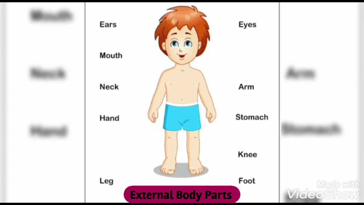 Std 2- EVS- External body parts and Sensory organs - YouTube