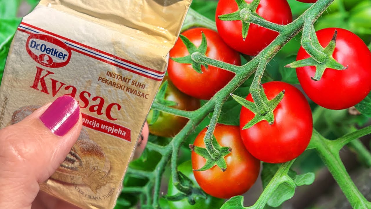 Najbolji akcelerator biljaka! Krupan i zdrav paradajz ovom metodom ...