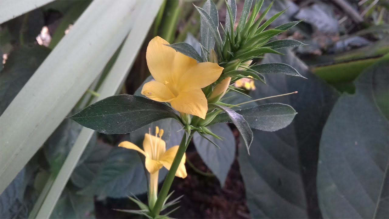 yellow jhinti plant overview,হলুদ ঝিটি ফুলের গাছ - YouTube