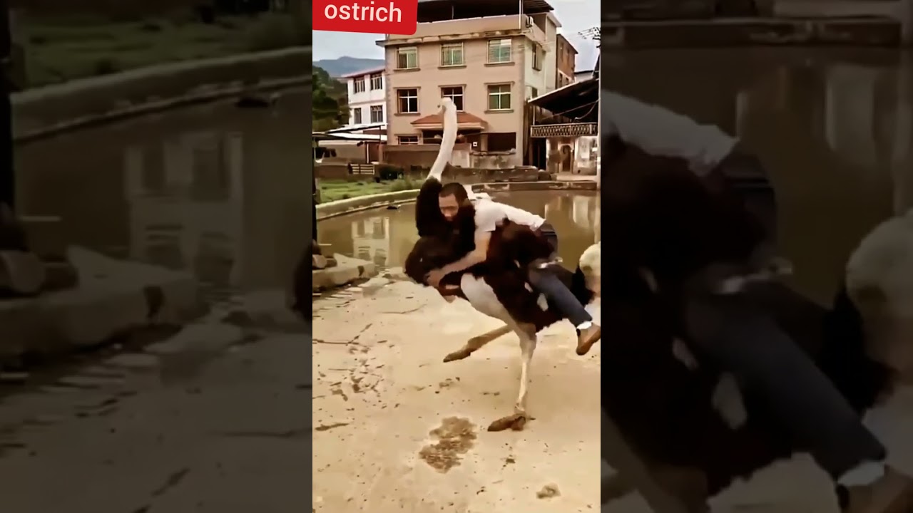 shitar Murg ostrich 2021 funny video he can jump on ostrich - YouTube