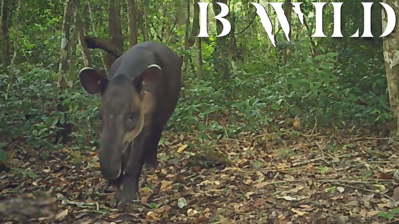 The Mayan Wildlife | Jaguar, Tapir, Tayra, Tamandua, Cougar, Ocellated ...