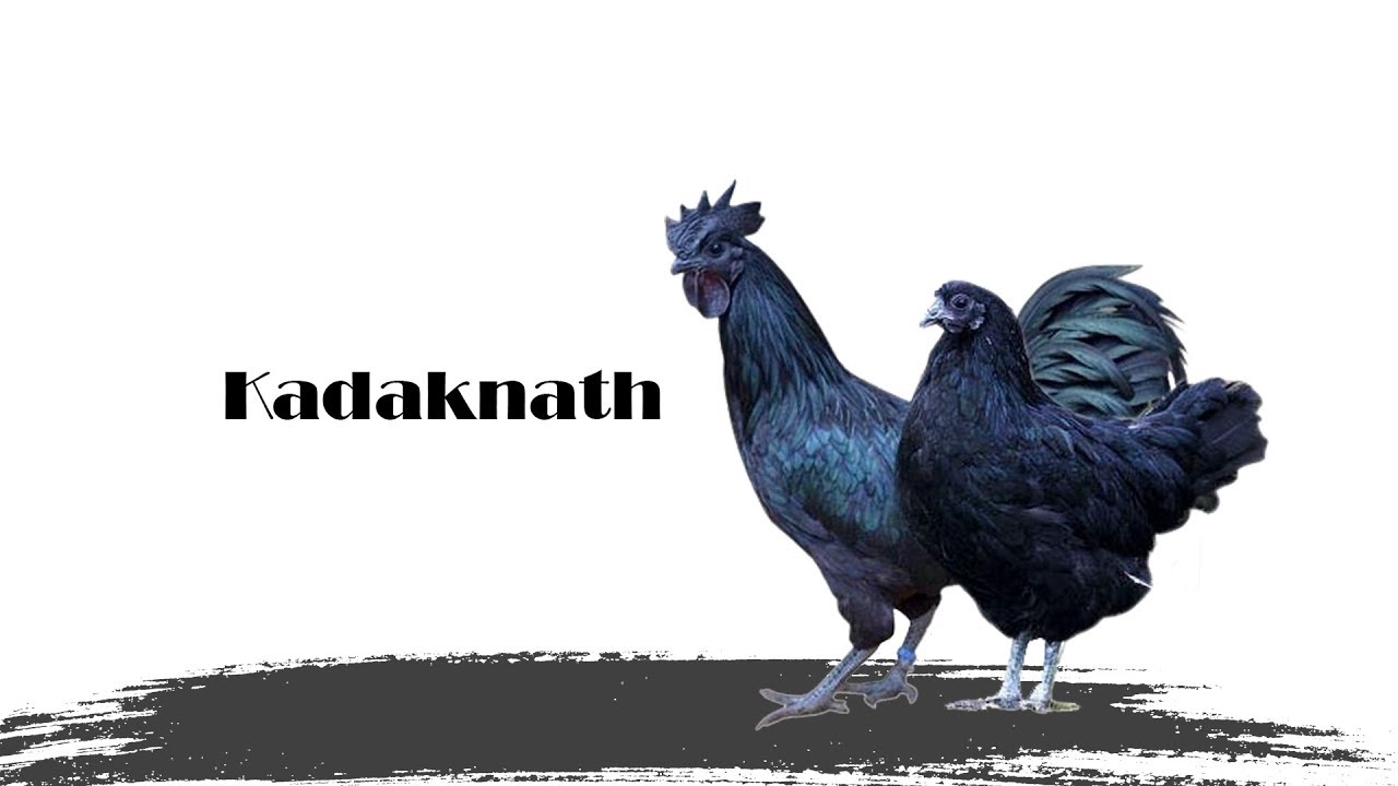 Kadaknath or Kalimasi I Healthy Black Chicken I SEEDS Impact Duttaluru ...