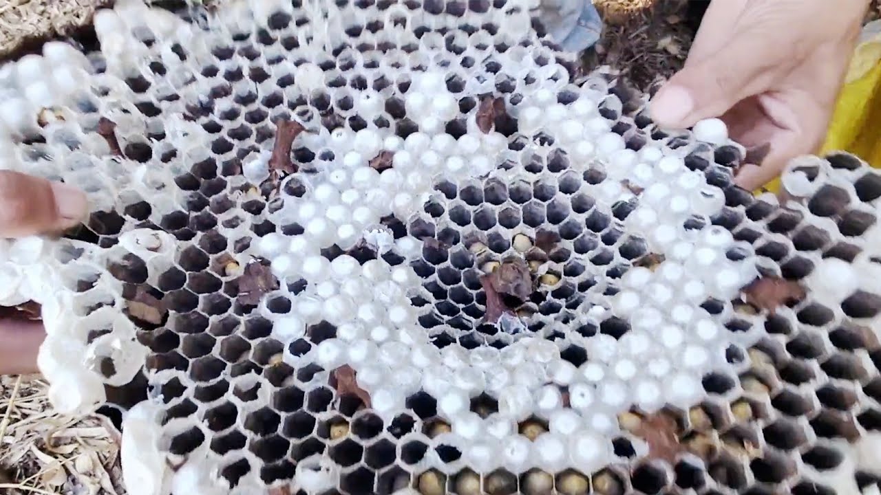 BIG WASP NEST IN THE WORLD,ASIAN GIANT HORNETS NEST REMOVAL,MASSIVE ...