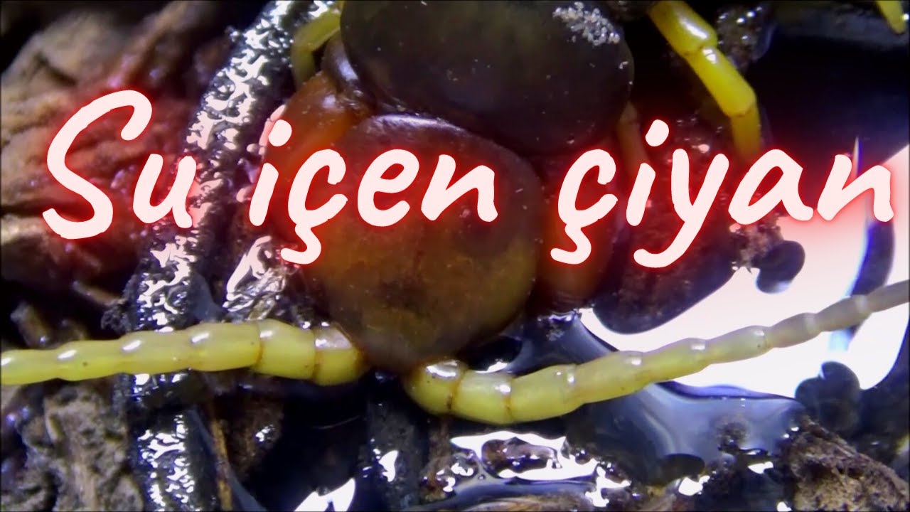 Çerez niyetine video /Su içen çiyan - YouTube