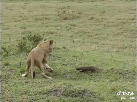 Civet vs lion ,he fights to the end #animals #wildlife #wild #documentary - YouTube