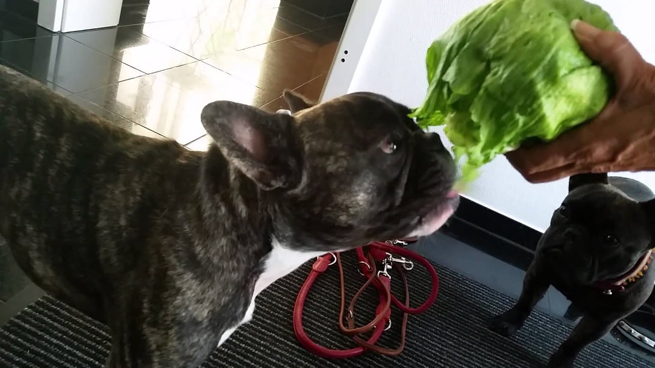 French Bulldog eating salat - Französische Bulldogge frisst Salat - YouTube