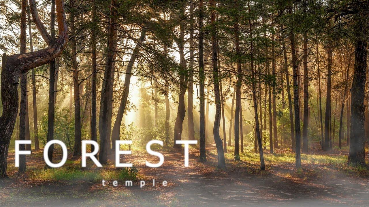 Forest Temple | Zen Meditation Ambient Music | Relief Stress Relax Heal ...