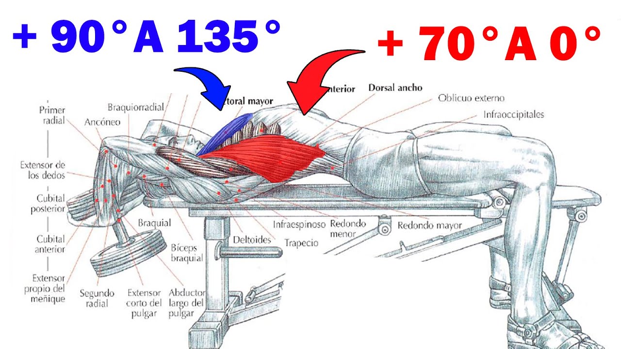 Que músculos se usan en el PULL OVER y los rangos de mayor activación ...