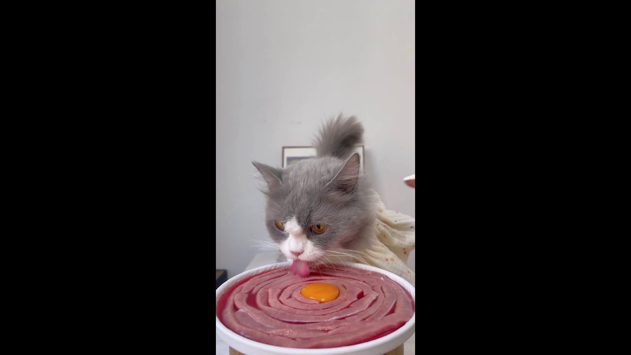 Sticky Teeth Package# Little Greedy Cat# Cat Feed Diary# Adorable debut plan# Shovel Official ...