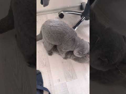 TEKİR KEDİYLE SCOTTİSH FOLD ÇİFTLEŞMESİ #kediler #tekirkedi #scottishfold #market #marvel