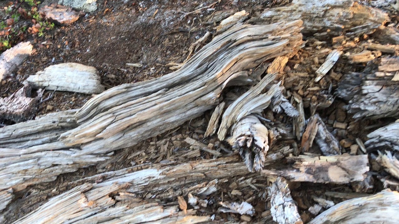 Wormlion habitat in the Sierra Nevada mountains - YouTube