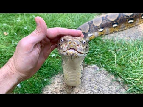 15ft Reticulated Python periscopes up for snake strokes. - YouTube