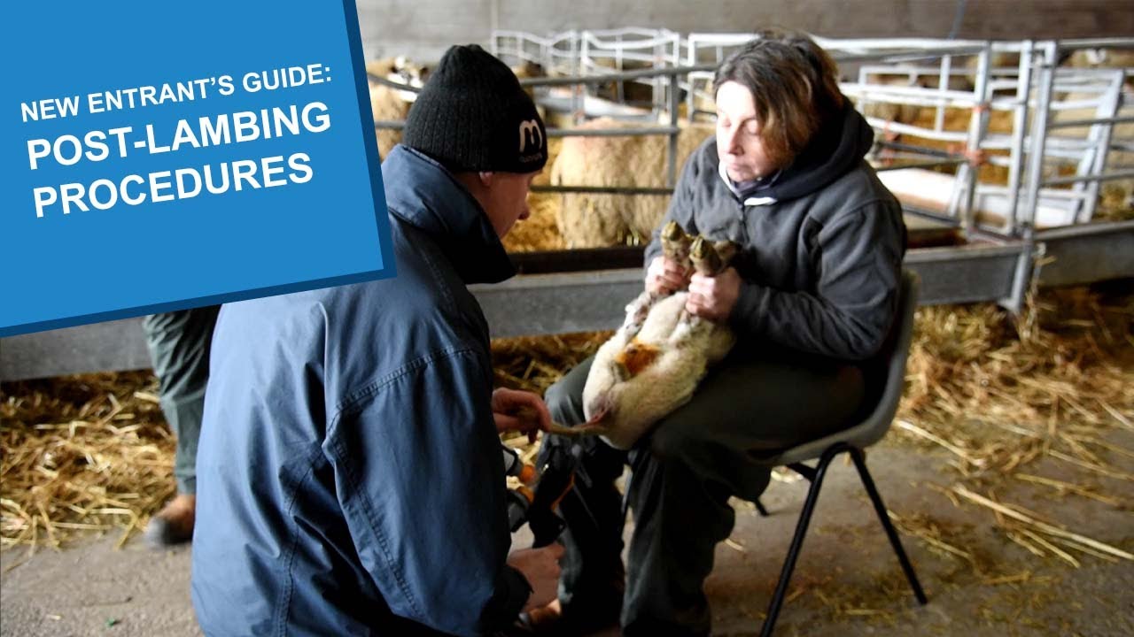New Entrant's guide to post-lambing procedures - YouTube