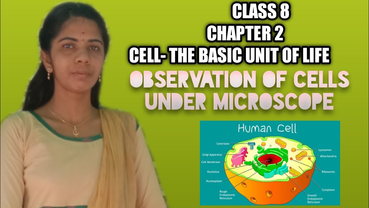 cell -The basic unit of life. observation of cells under microscope ...