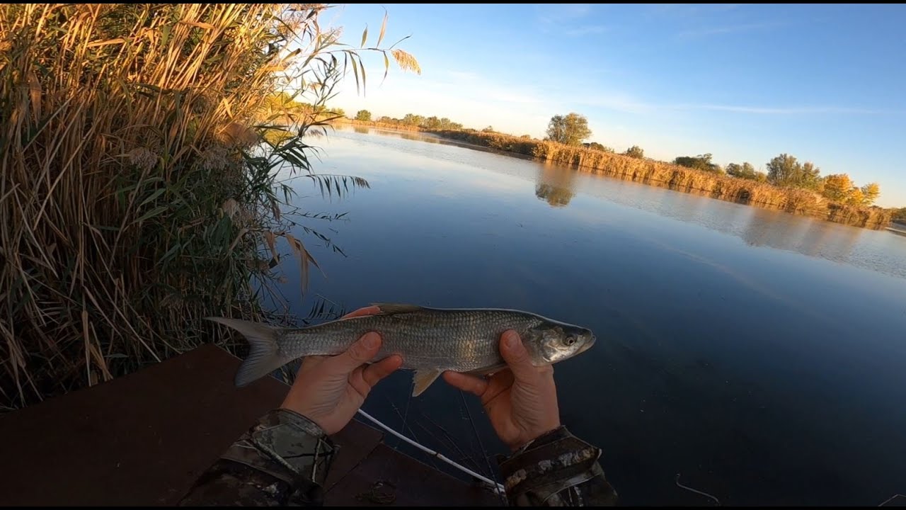 GYENGÉN ESZIK A HAL - Pergetés a Patkó tavon. - YouTube