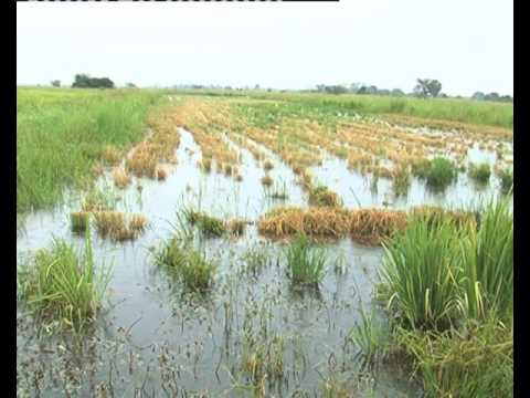 Kalimbeza Rice Project a Green Scheme success story - NBC - YouTube
